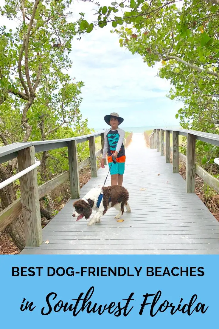 The Best Dog-Friendly Beaches in Southwest Florida - 365 Things to do ...