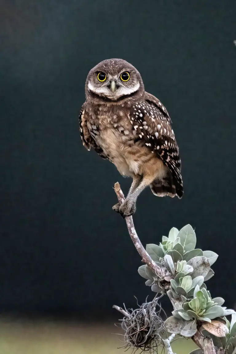 23rd Annual Burrowing Owl Festival: A Celebration of Cape Coral’s ...
