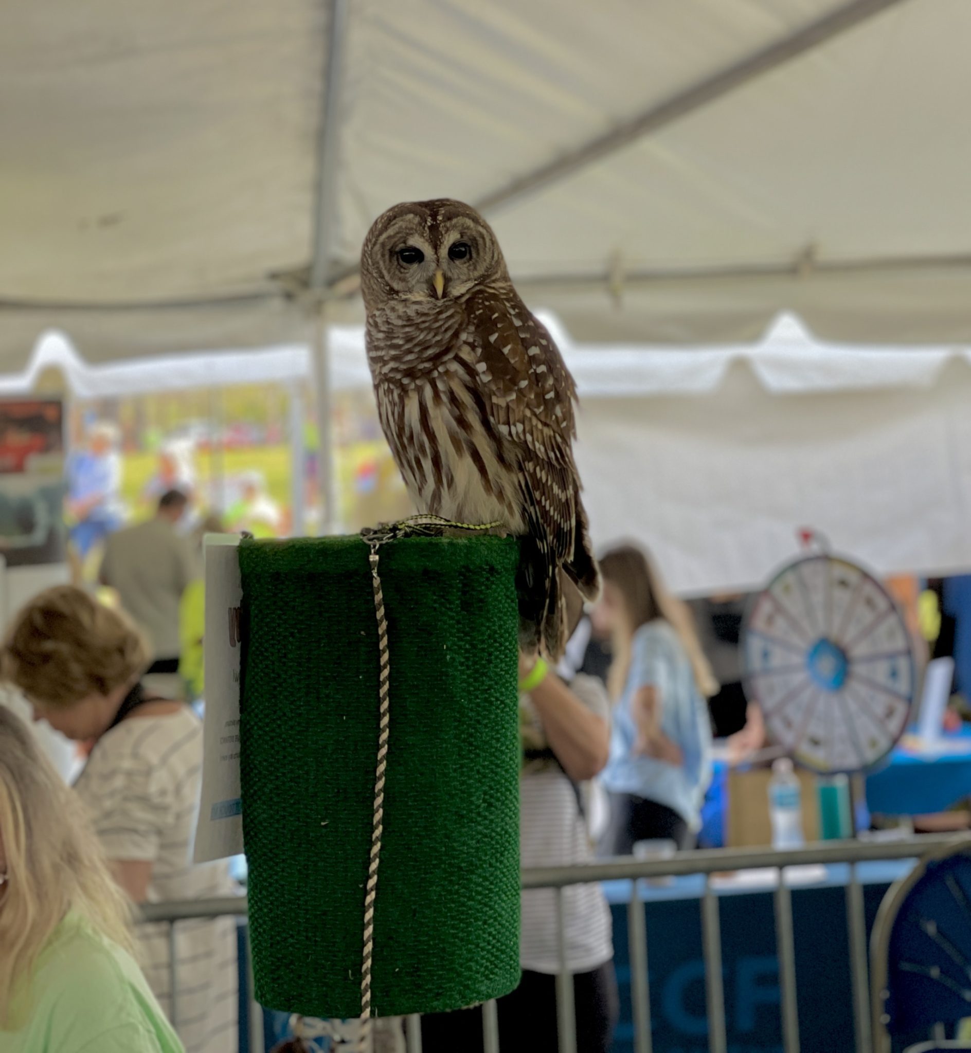 23rd Annual Burrowing Owl Festival: A Celebration of Cape Coral’s ...