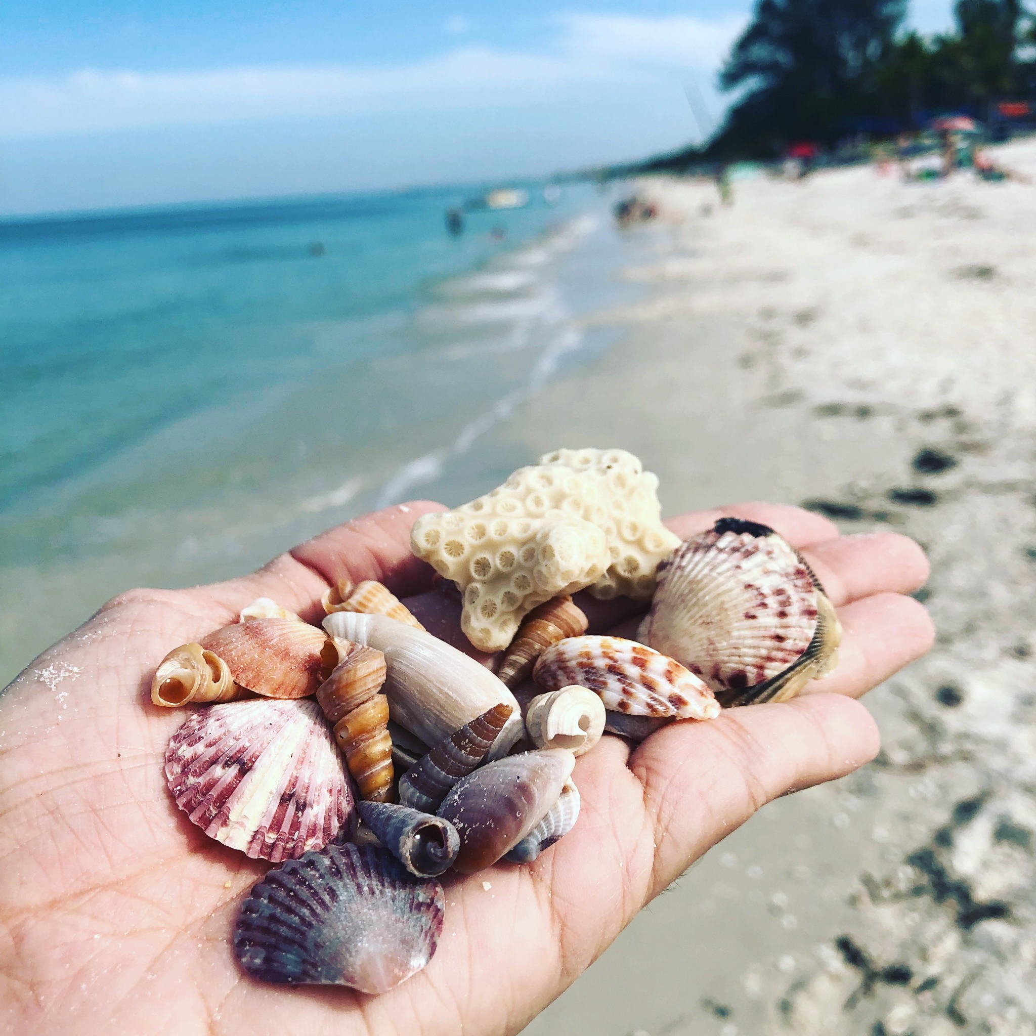 Ultimate Guide to the Best Shelling in Naples, Marco Island and Beyond ...