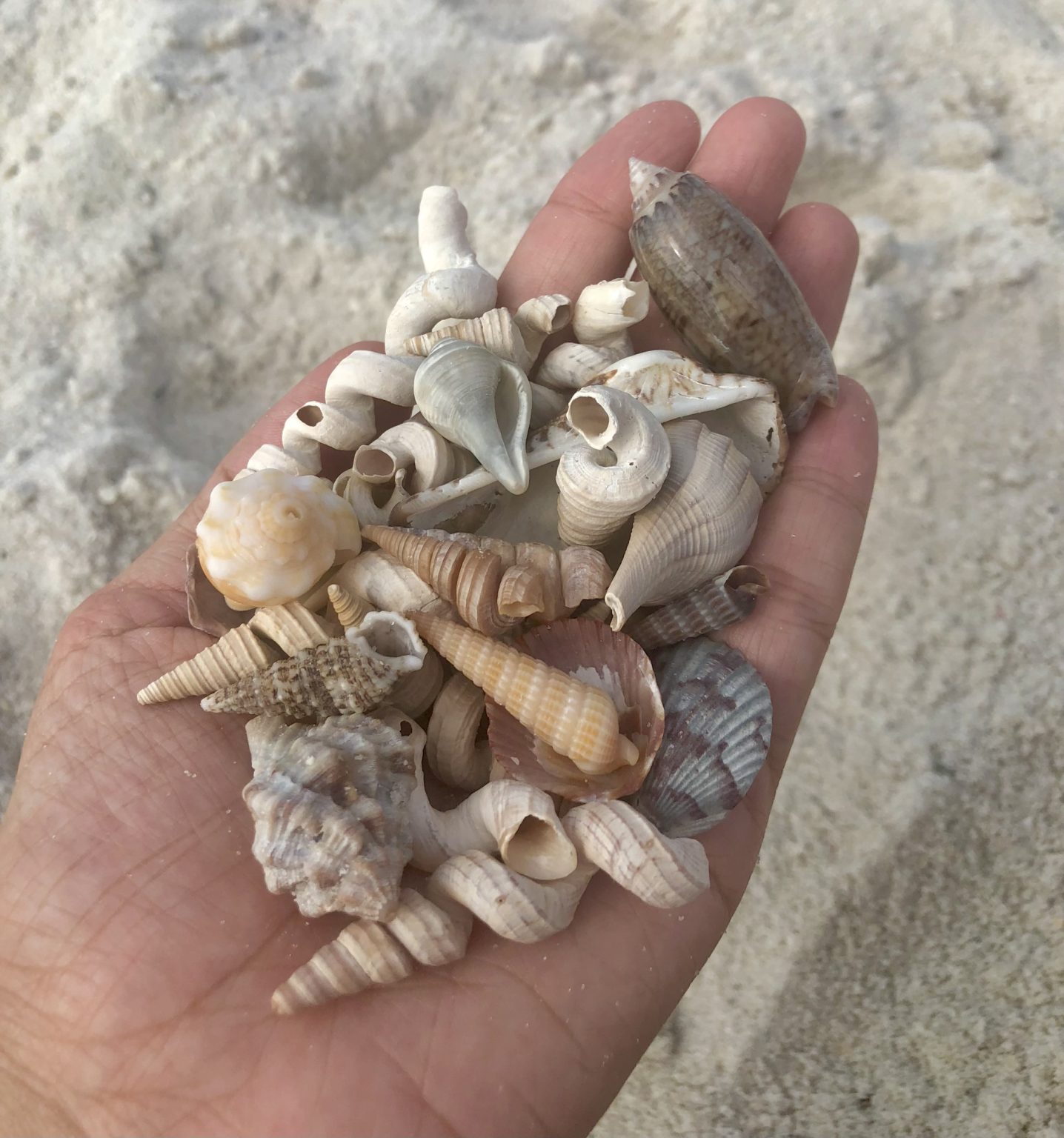 Ultimate Guide to the Best Shelling in Naples, Marco Island and Beyond ...