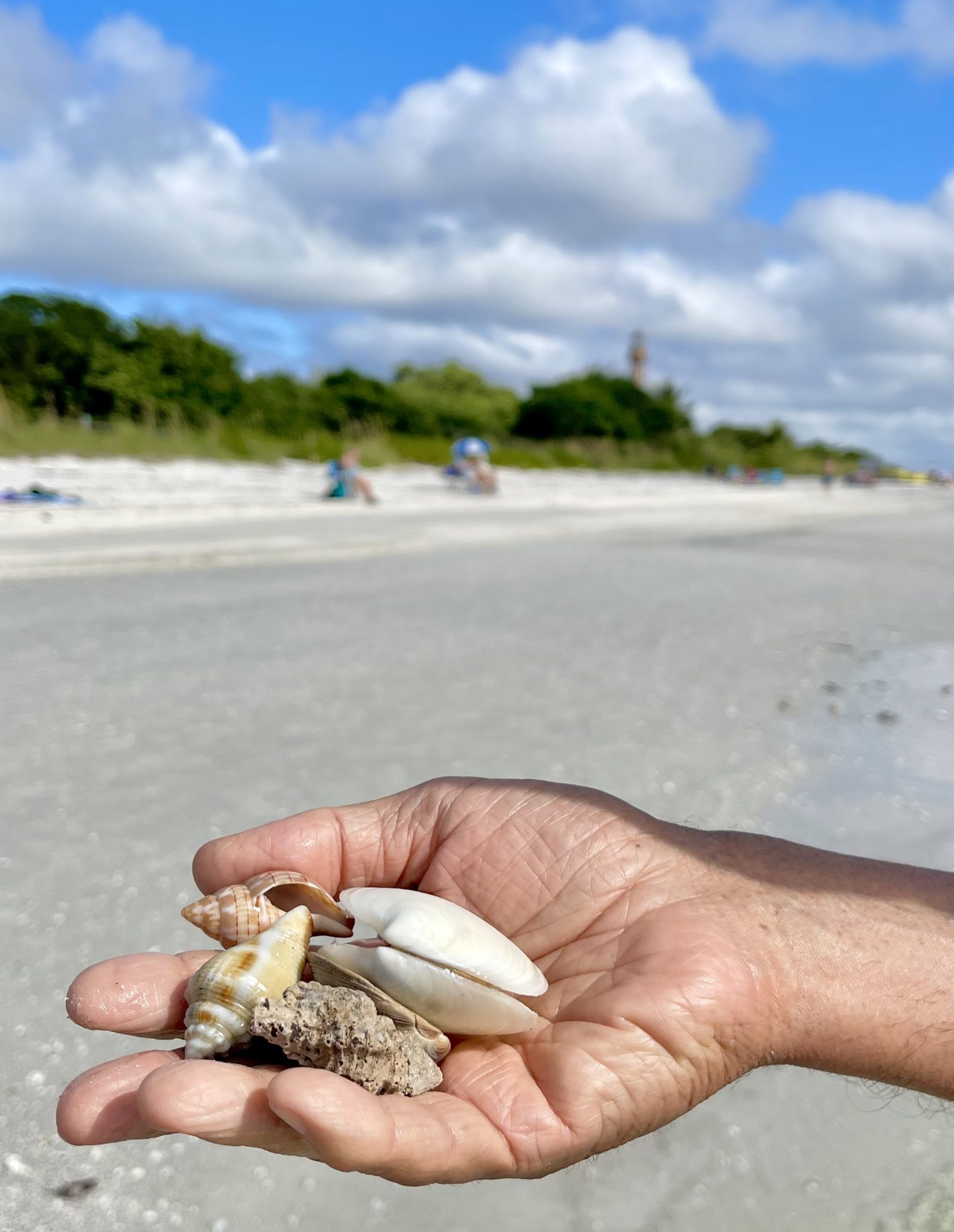 Ultimate Guide to the Best Shelling in Naples, Marco Island and Beyond ...