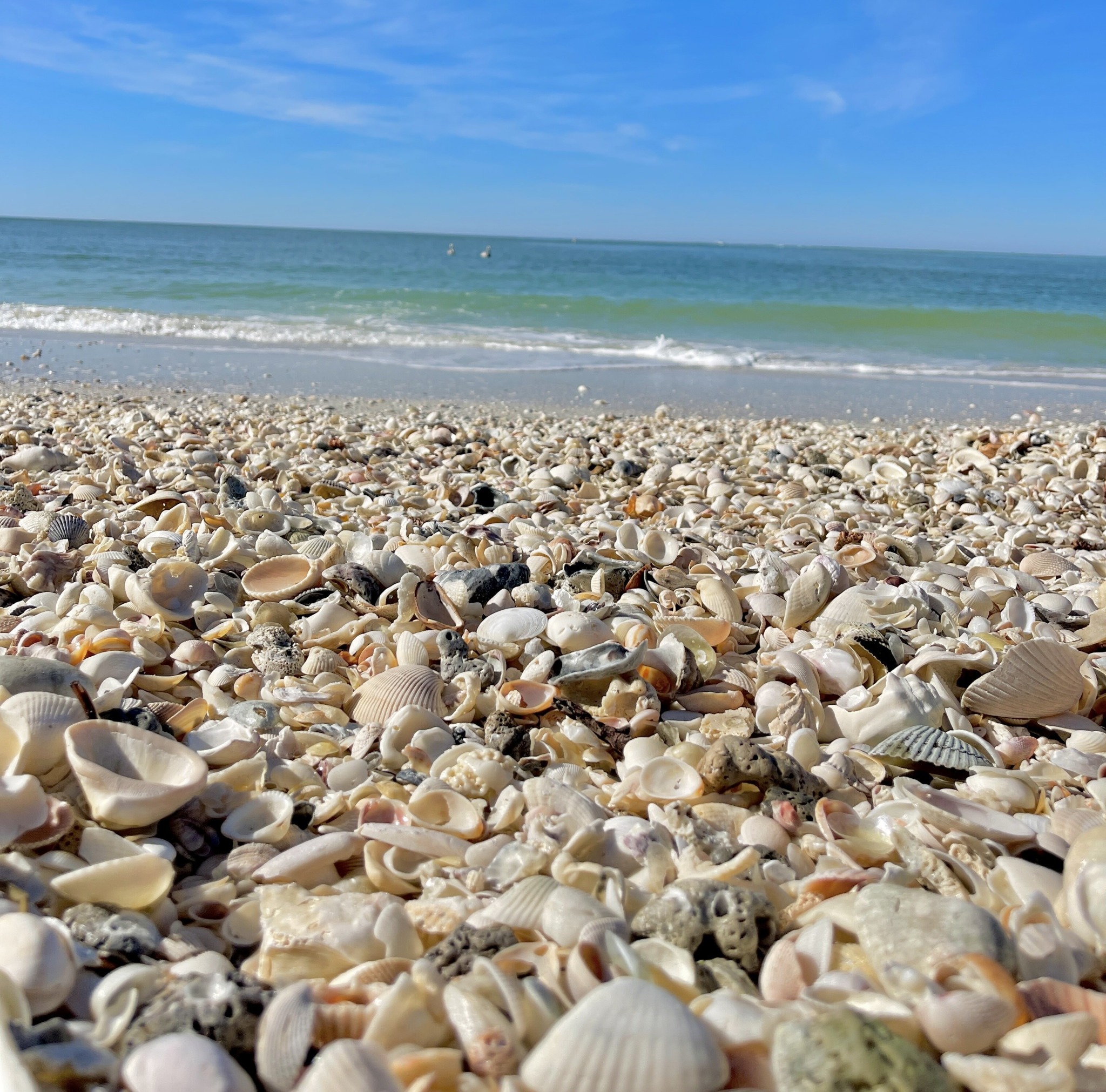 Ultimate Guide to the Best Shelling in Naples, Marco Island and Beyond ...