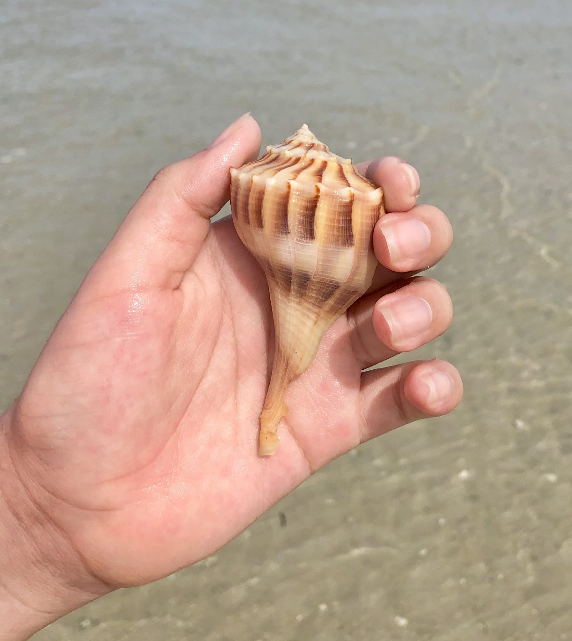 Ultimate Guide to the Best Shelling in Naples, Marco Island and Beyond ...