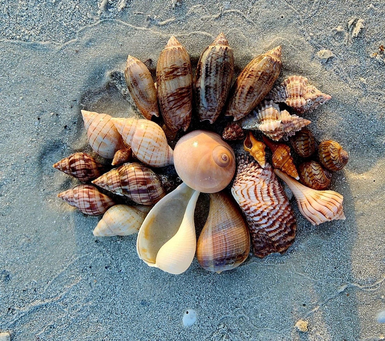 Sanibel Shell Show: Stunning Shell Creations From Around the World ...
