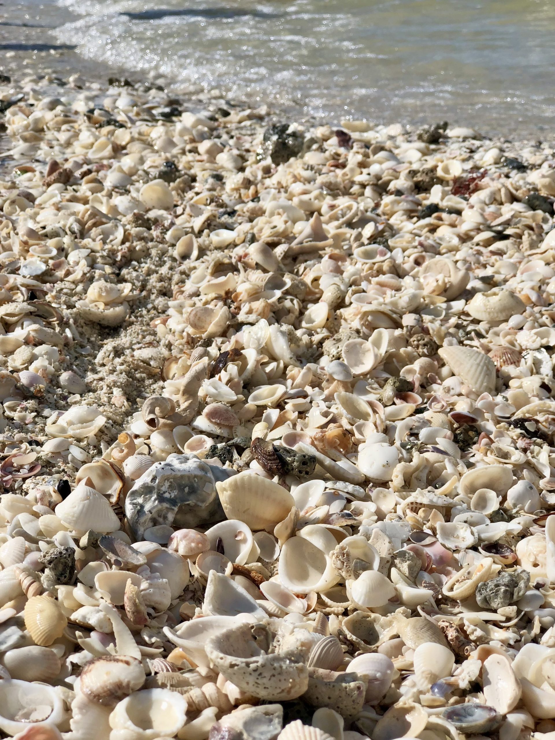 Clam Pass Beach, Naples: What to Know Before You Go - 365 Things to do ...