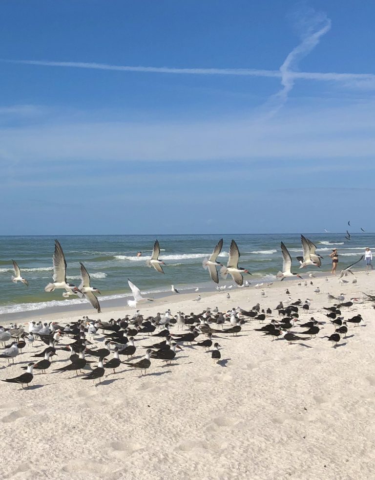 Clam Pass Beach, Naples: What to Know Before You Go - 365 Things to do ...