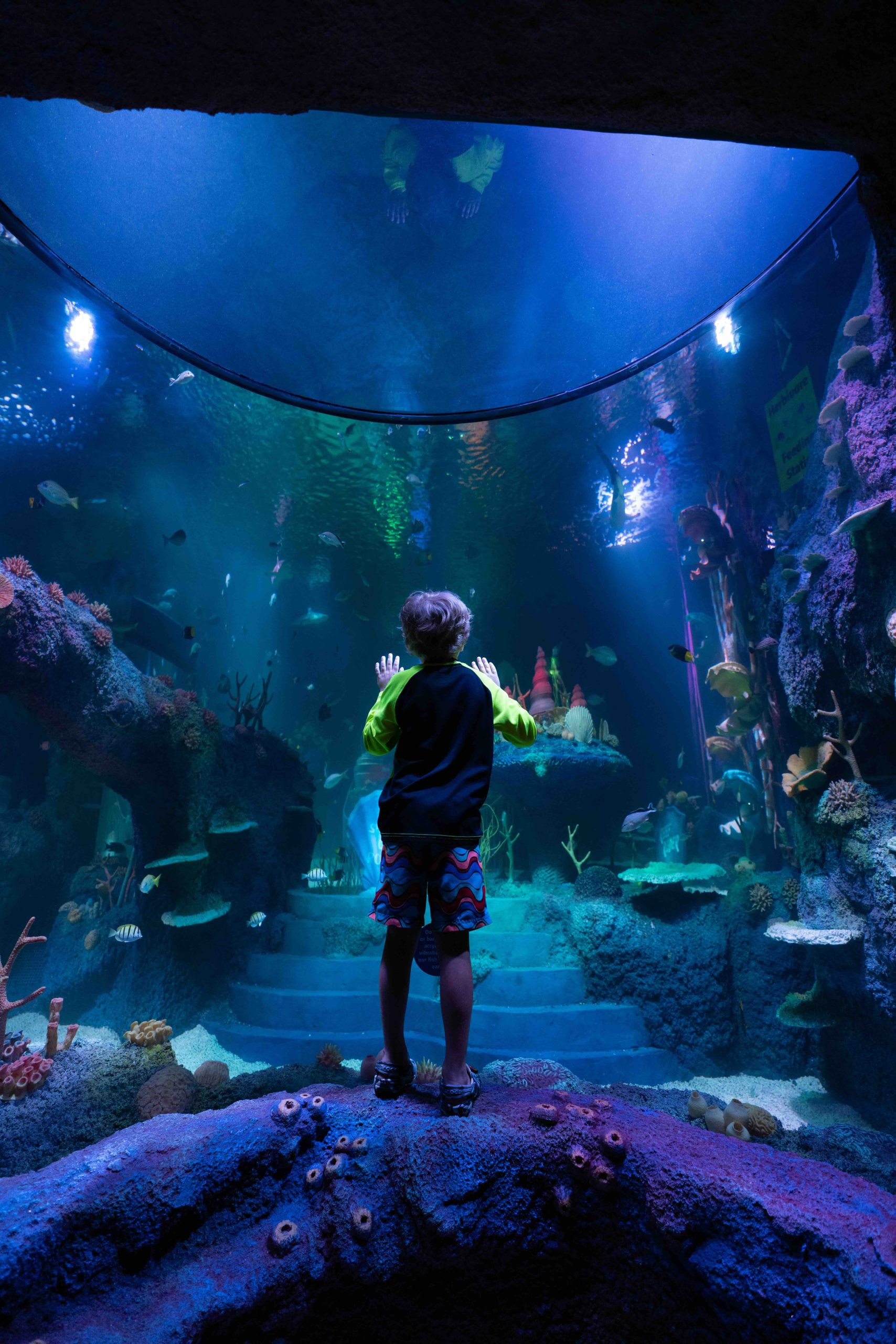 SEA LIFE Florida at LEGOLAND Florida Resort: A New Must-Visit Aquarium ...
